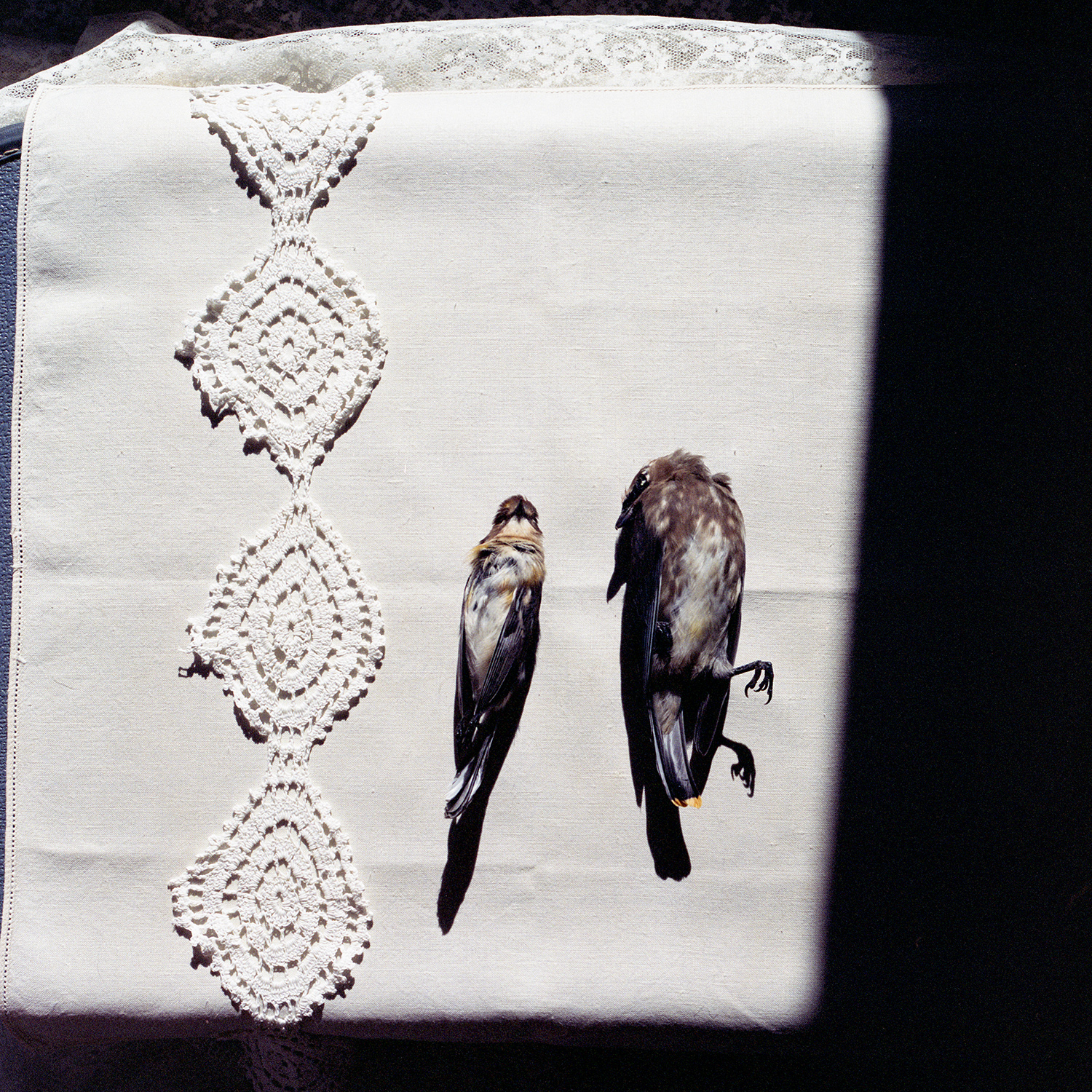 Pax Mortem | Kayla Bauer