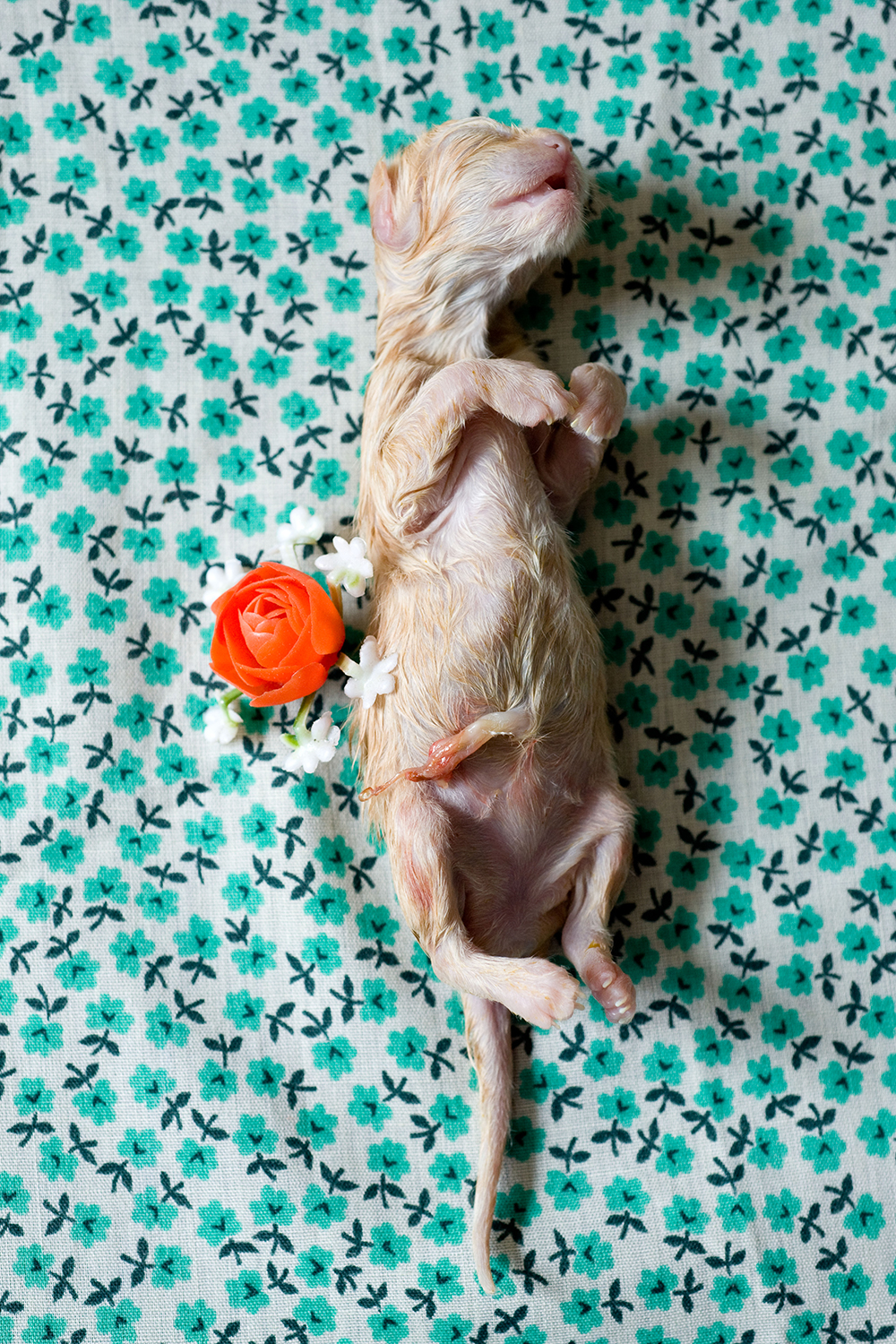 Pax Mortem | Kayla Bauer