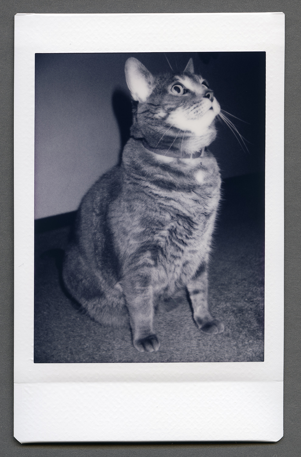 Precious Portraits | Kayla Bauer